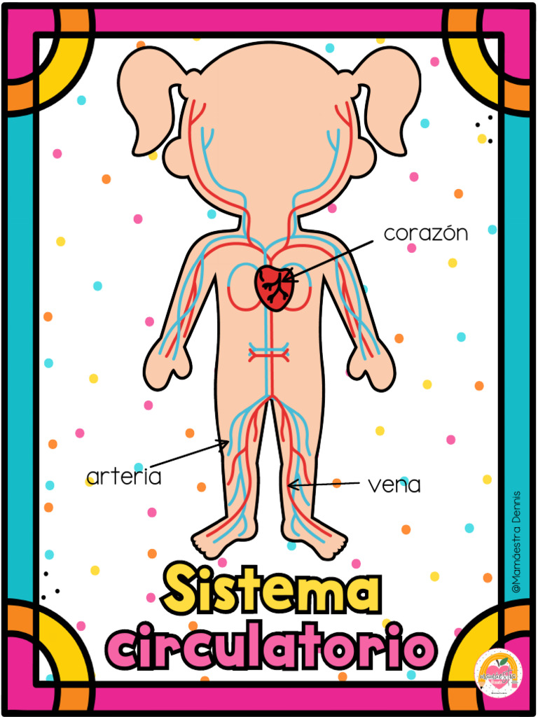 Sistemas del Cuerpo Humano Explicados | PDF | Tracto gastrointestinal ...