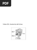 Músculos de La Nuca | PDF | Sistema musculoesquelético | Anatomía humana