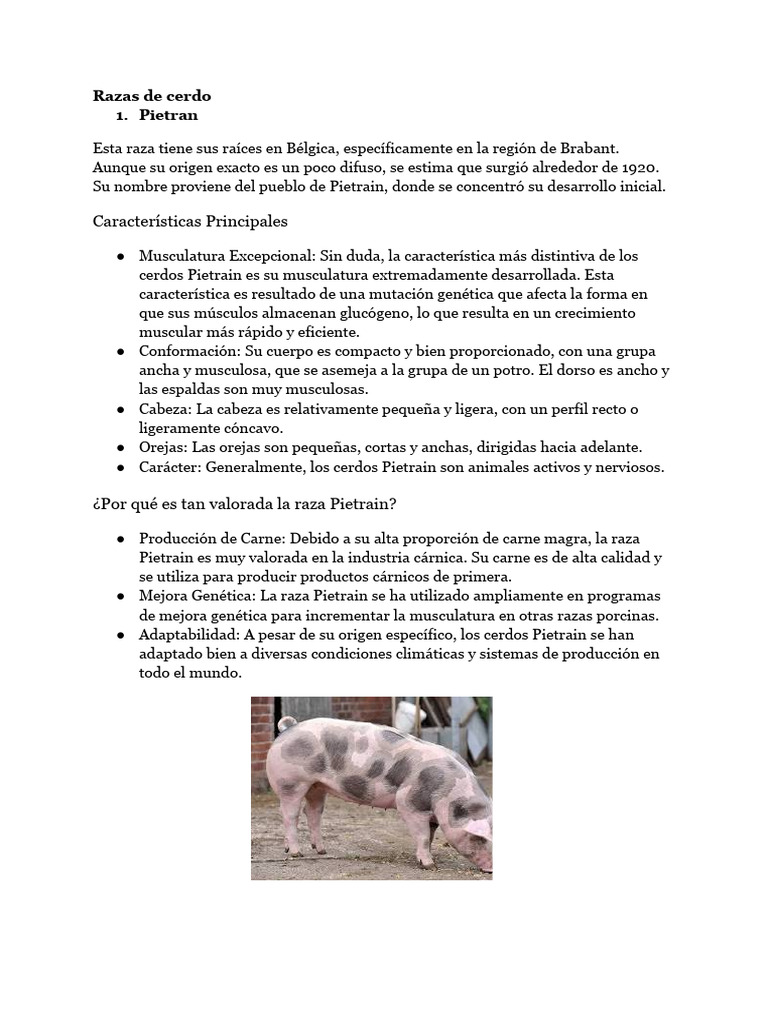 Raza de Cerdos | PDF | Carne | Cerdo