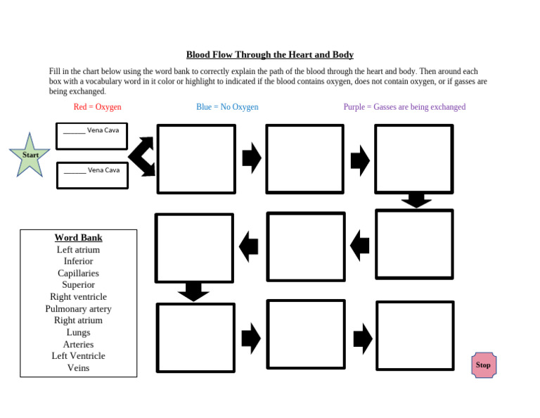 Blood Flow Pathway Worksheet | PDF