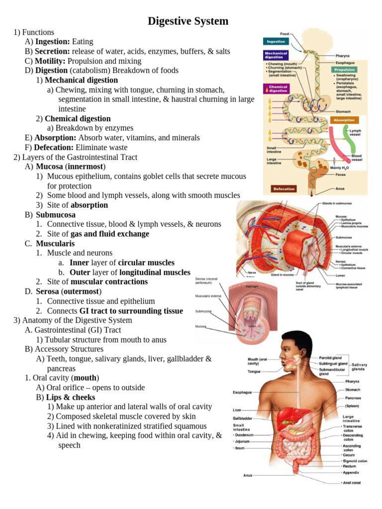 Digestive System Outline | PDF | Stomach | Digestion