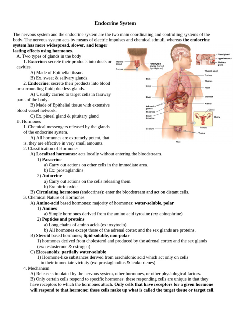 Endocrine System Outline | PDF | Pancreas | Adrenal Gland
