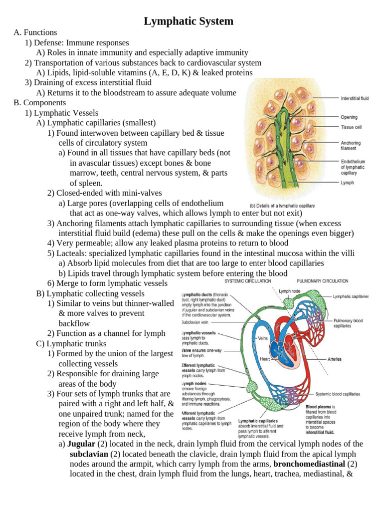 Lymphatic System Outline | PDF | Lymphatic System | Lymph Node