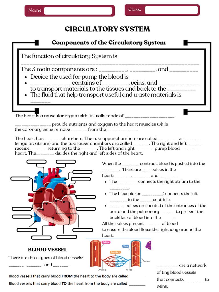 Circulatory System WS | PDF | Blood | Vein
