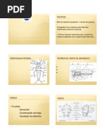 Anatomia Externa dos Insetos: Estruturas e Funções | PDF | Insetos | Mosca