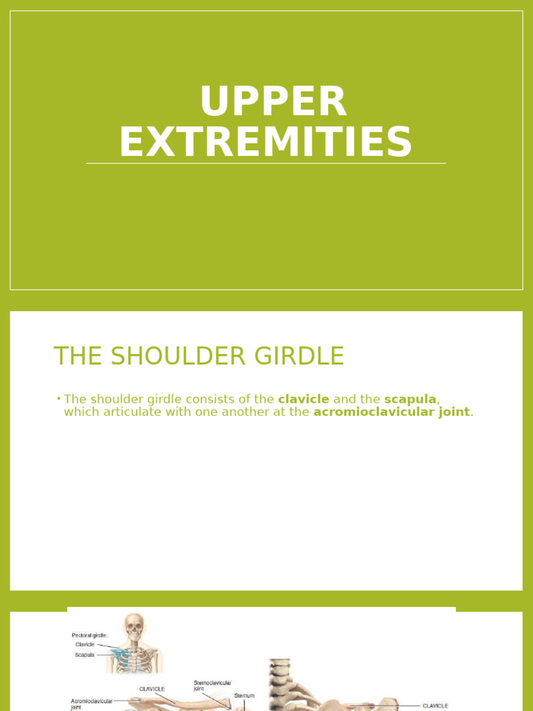 Upper Extremities | PDF | Shoulder | Human Anatomy