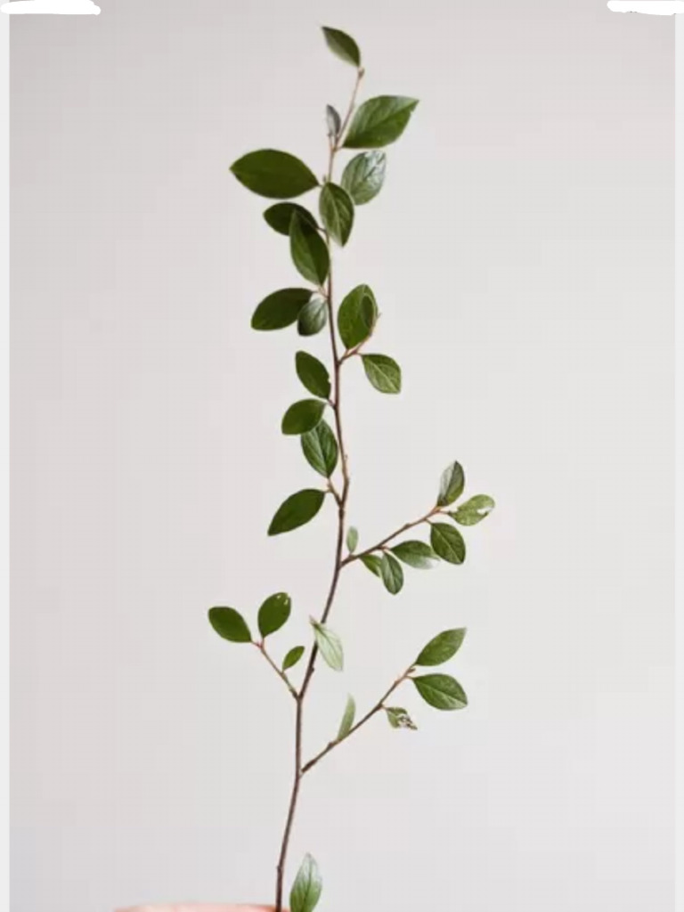 Plant Issue | PDF