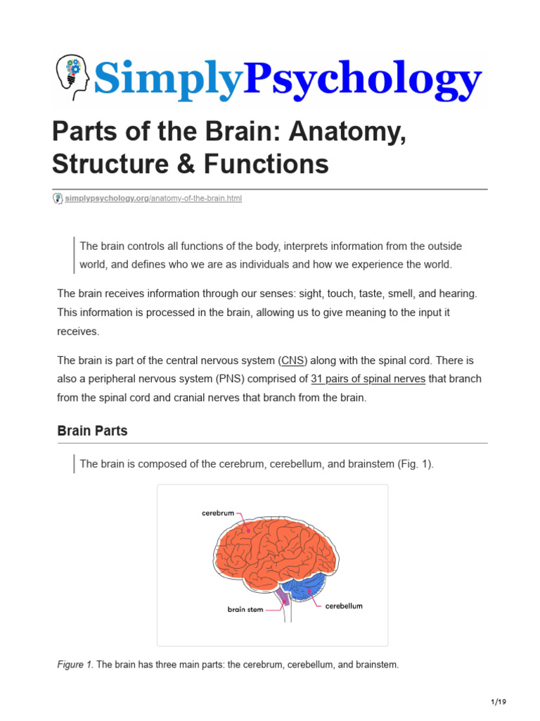 simplypsychology.org-Parts of the Brain Anatomy Structure amp Functions ...
