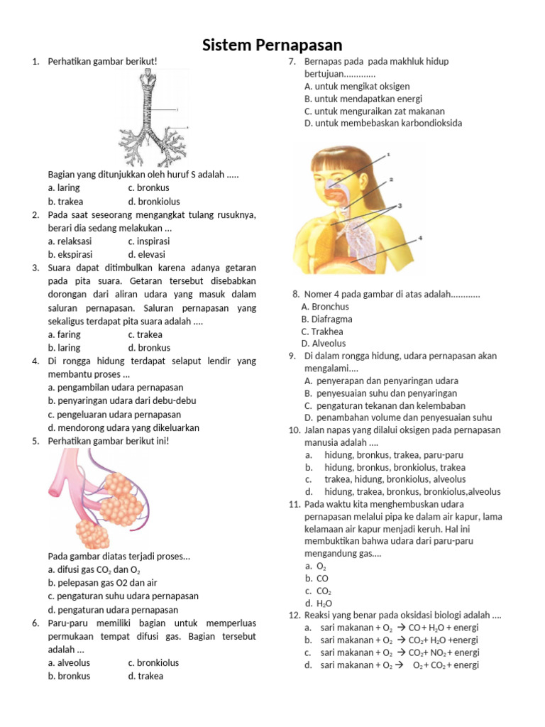 Soal Sistem Pernafasan Kelas 8 | PDF