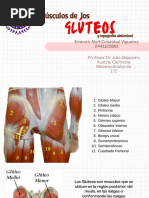 Glúteo Mayor - Origen, Inserción, Inervación, Función - Kenhub | PDF ...