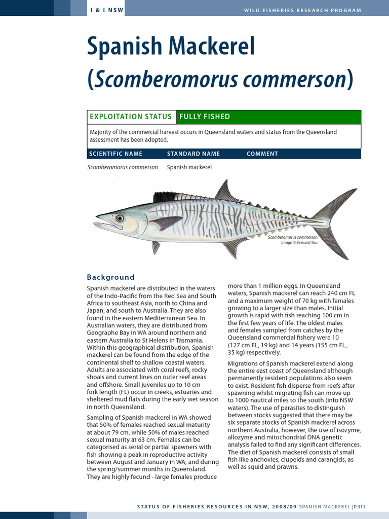 Spanish Mackerel | PDF | Fish