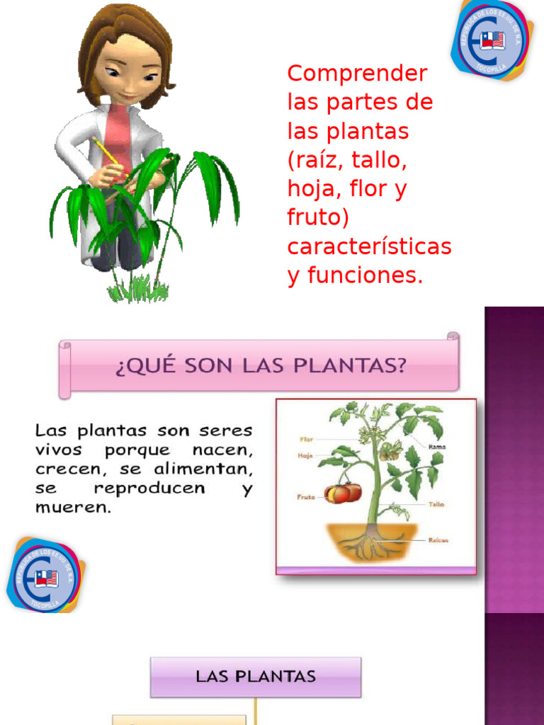 3ro Las Partes de Las Plantas | PDF