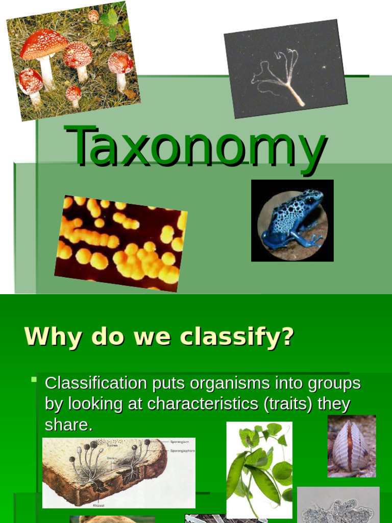 Understanding Taxonomy and Classification | PDF | Cell (Biology ...