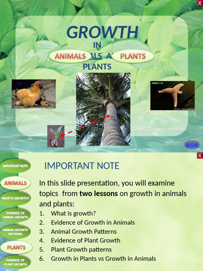 Growth of Animals and Plants | PDF | Root | Plant Stem