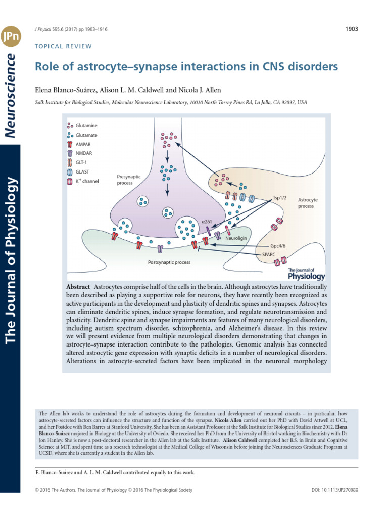 TJP 595 1903 | PDF | Synapse | Astrocyte