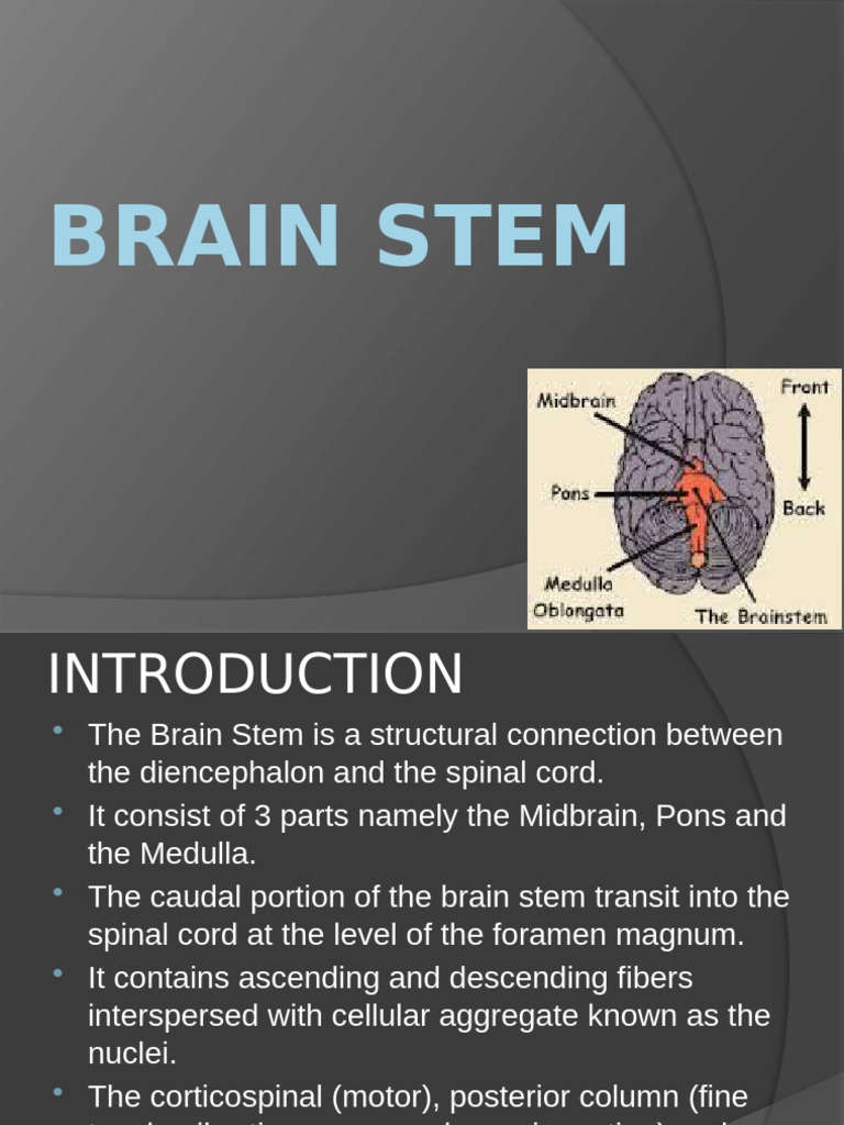 Brain Stem | PDF | Brainstem | Brain