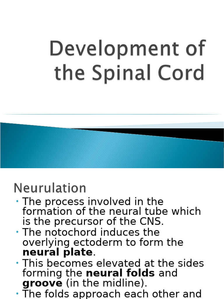 Development of The Spinal Cord | PDF | Spinal Cord | Nervous System