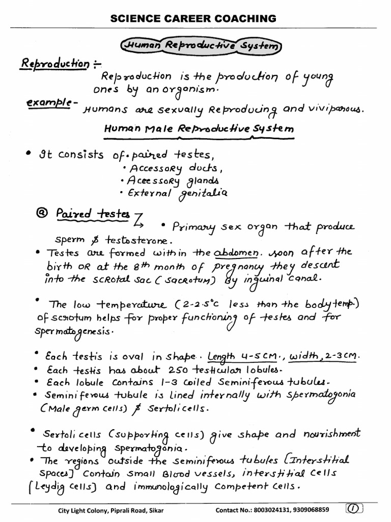 CH 3 HUMAN REPRODUCTIVE SYSTEM | PDF