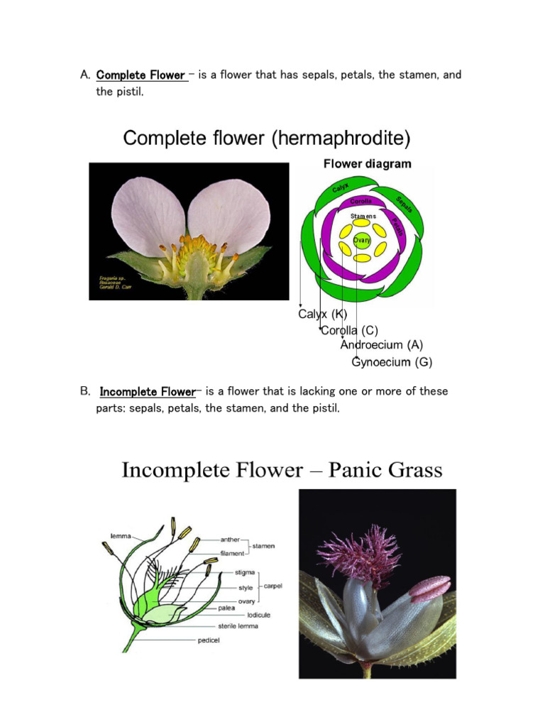Flower Anatomy Basics | PDF