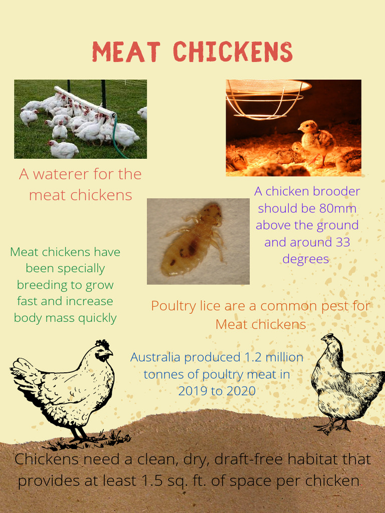 Meat Chickens | PDF | Cooking, Food & Wine | Science & Mathematics