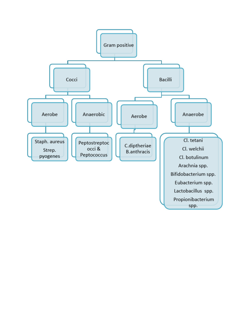 Microbiology Bacteria Classification | PDF | Microorganism | Prokaryote