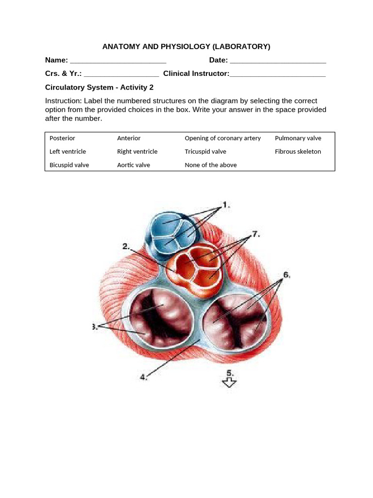 Anatomy and Physiology (CS) | PDF | Heart Valve | Vein