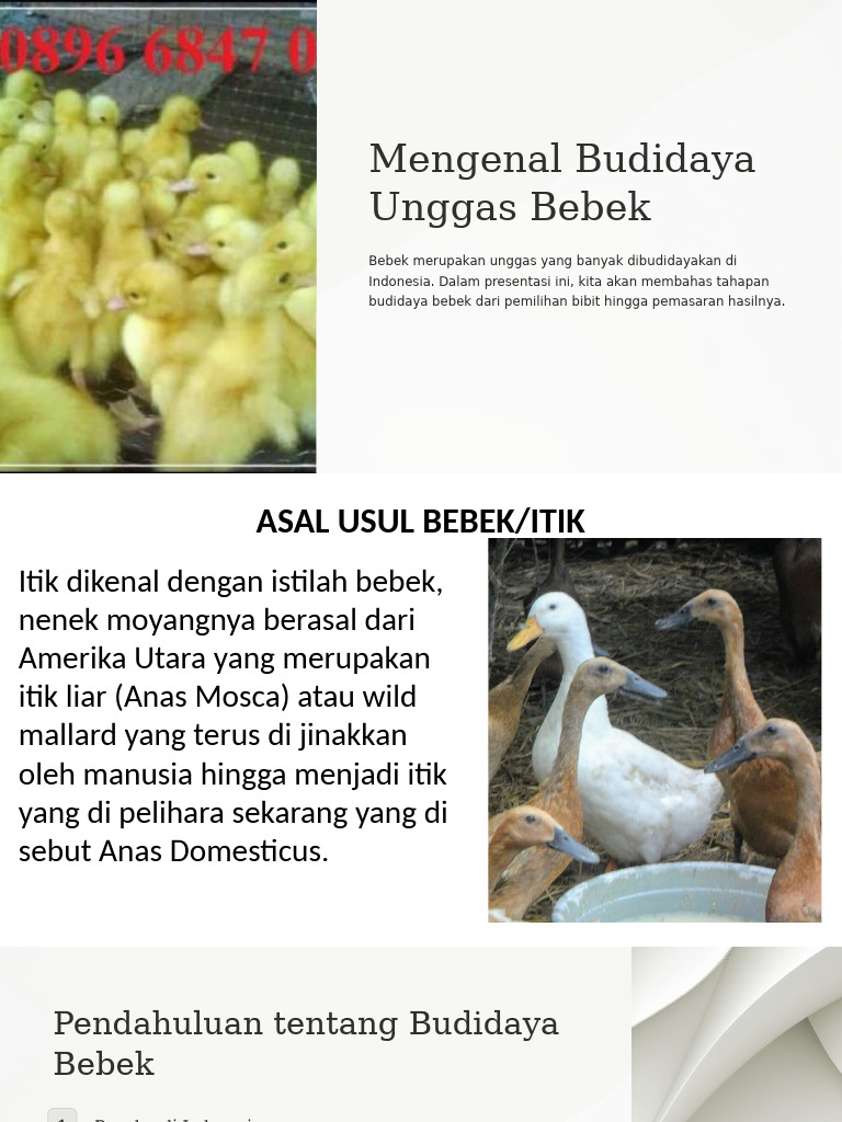 Mengenal Budidaya Unggas Bebek | PDF