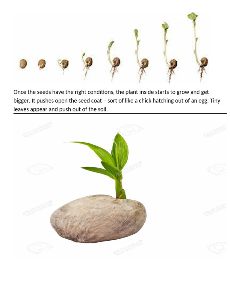 Fruits and Seed | PDF | Home & Garden | Science & Mathematics