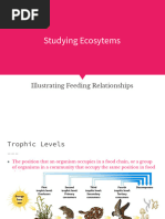 Alpine Biome Food Web | PDF