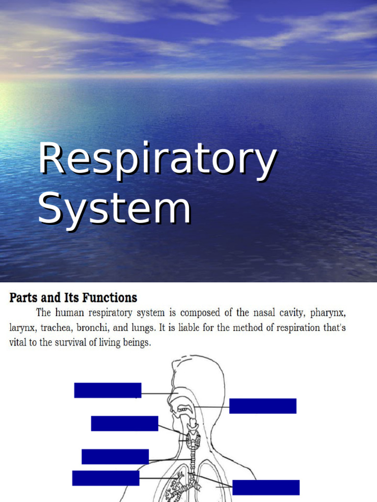 Respiratory | PDF | Respiratory Tract | Lung