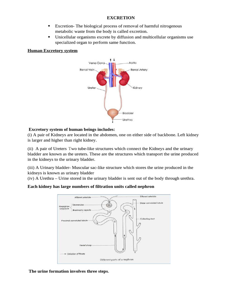 EXCRETION | PDF | Urinary System | Kidney