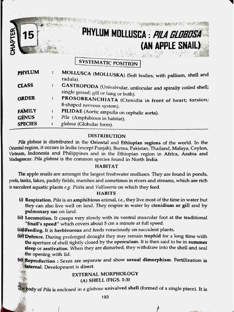 Pila Globosa (An Apple Snail) | PDF
