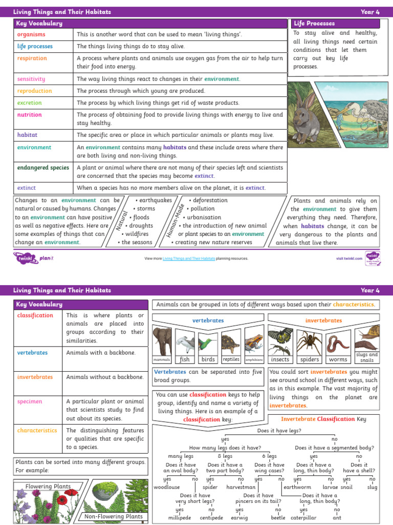 Year 4 Living Things Guide | PDF | Invertebrate | Life