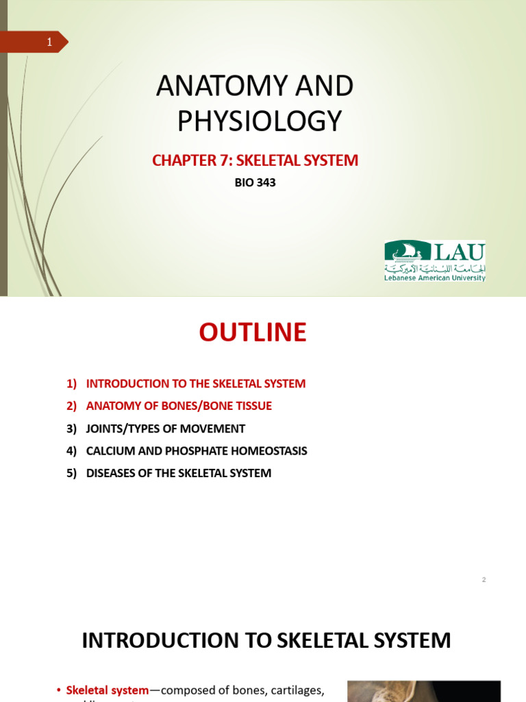 Chapter 7-Skeletal System (PDF) | PDF | Bone | Osteoblast