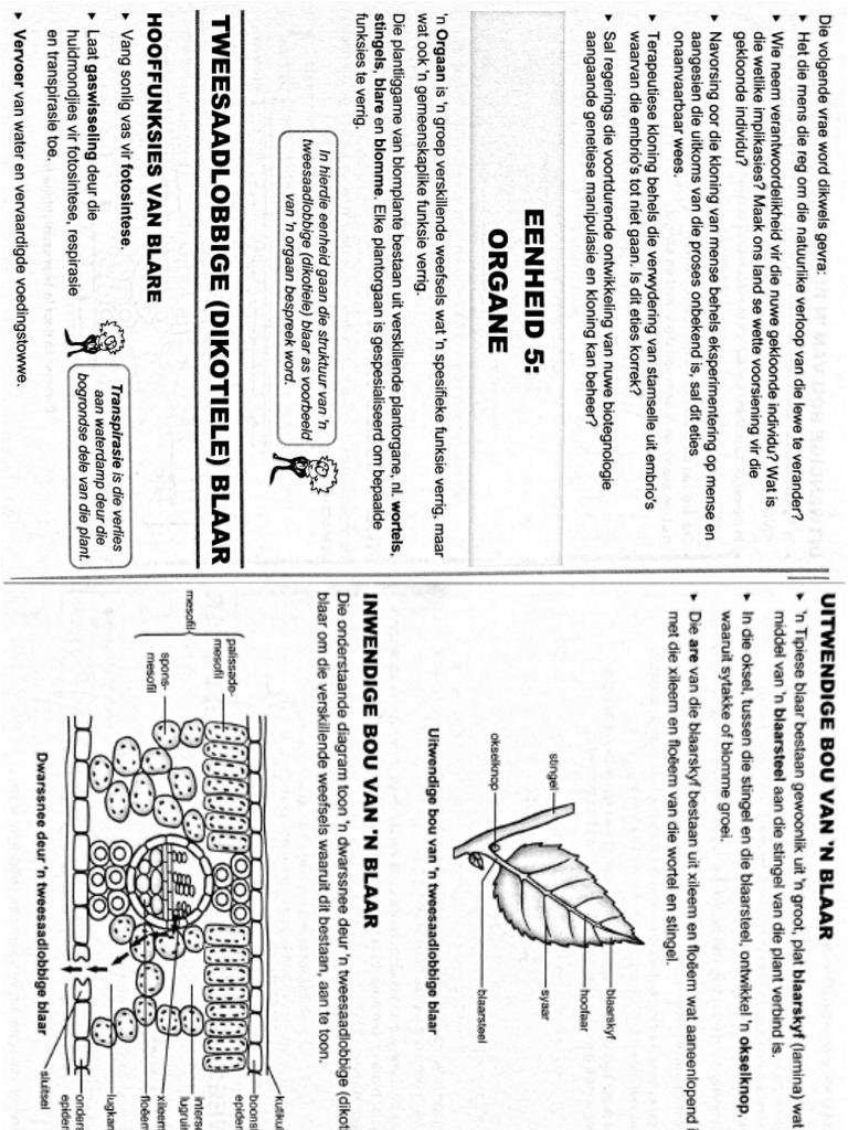 Graad 10 Plantorgane - Dikotiele Blaar | PDF