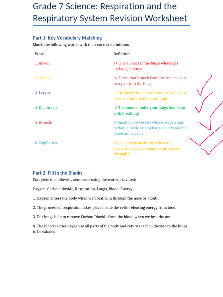 Grade 7 Respiration Revision Worksheet Chapter 1 | PDF | Respiratory ...