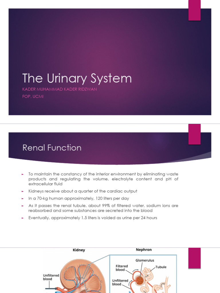 L7 The Urinary System | PDF | Kidney | Medical Specialties