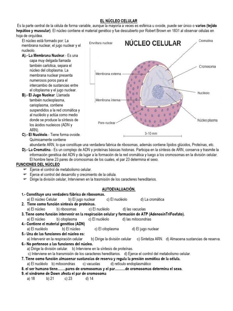 El Núcleo Celular | PDF | Nucleo celular | Biología Celular)