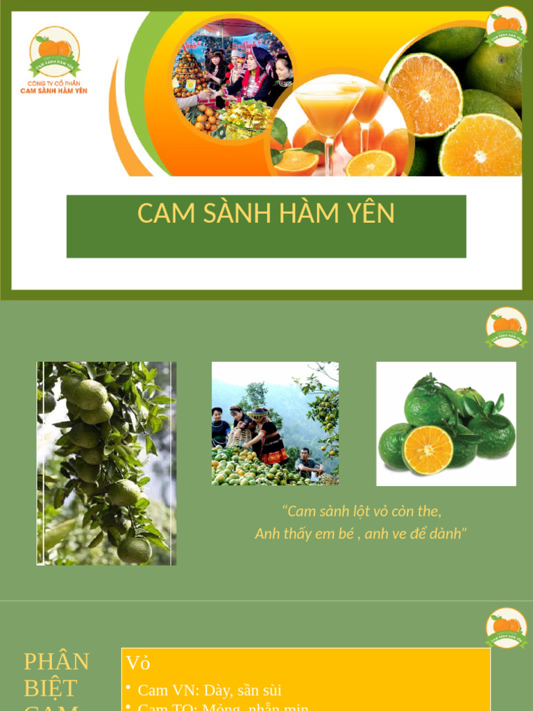 Cam Sành Hàm Yên | PDF