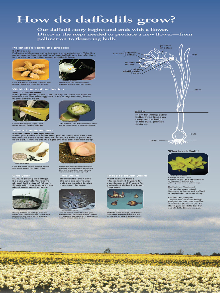 How Do Daffodils Grow | PDF