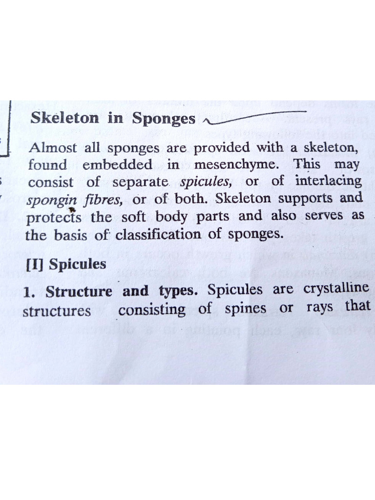 Skeleton in Sponges | PDF
