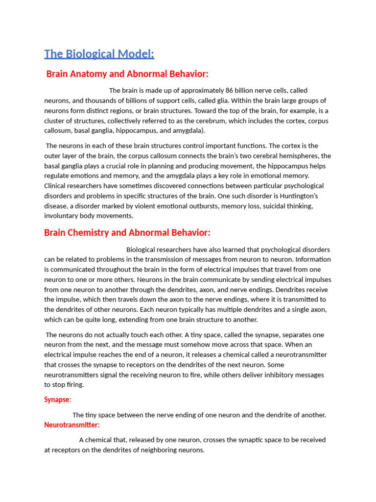 The Biological Model 2 | PDF | Neuron | Neurotransmitter