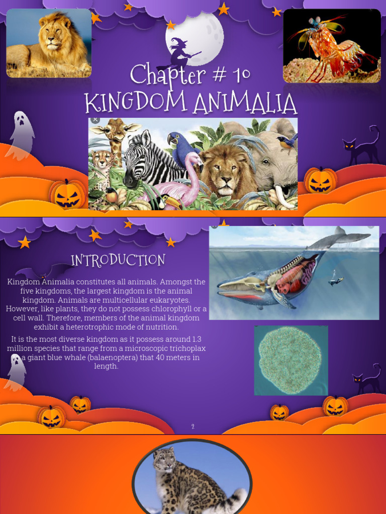Nutrition Modes in Kingdom Animalia | PDF | Biology | Developmental Biology