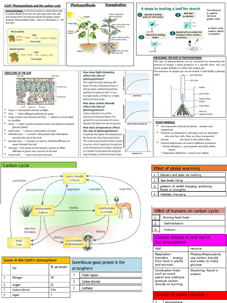 Knowledge Organiser - Photosynthesis and The Carbon Cycle | PDF | Leaf ...