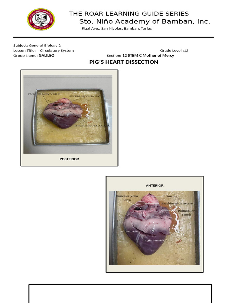 Pig's Heart Dissection Guide | PDF