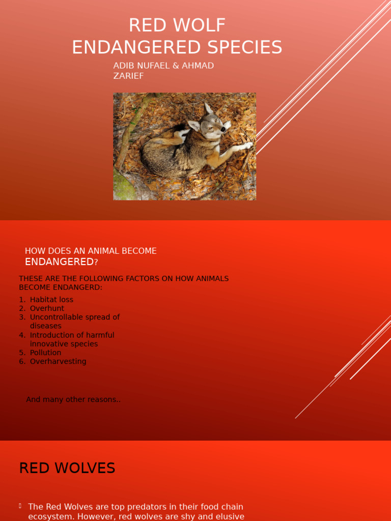 Red Wolves: Facts and Endangerment | PDF | Home & Garden