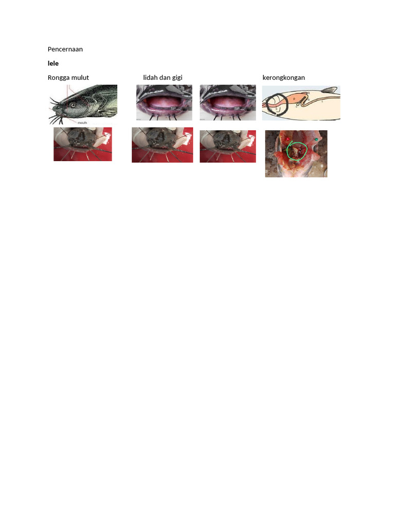 Gambar Pembedahan Suhe | PDF