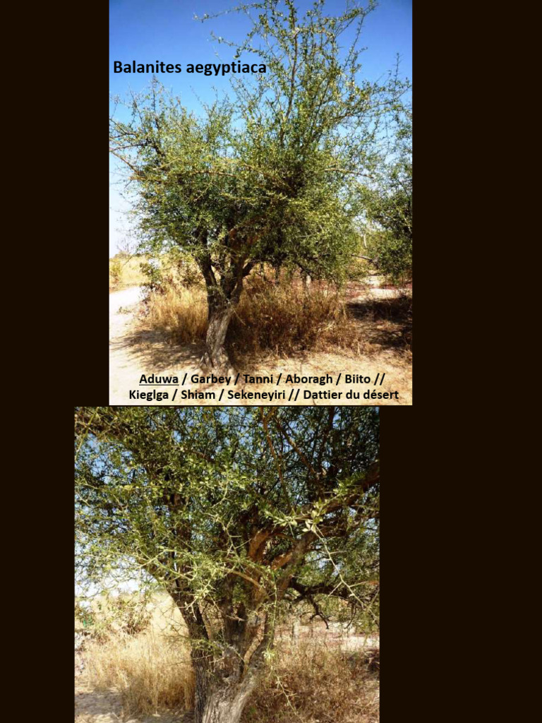 Balanites Aegyptiaca - Dattier Du Desert - Aduwa 1 | PDF | Amande ...