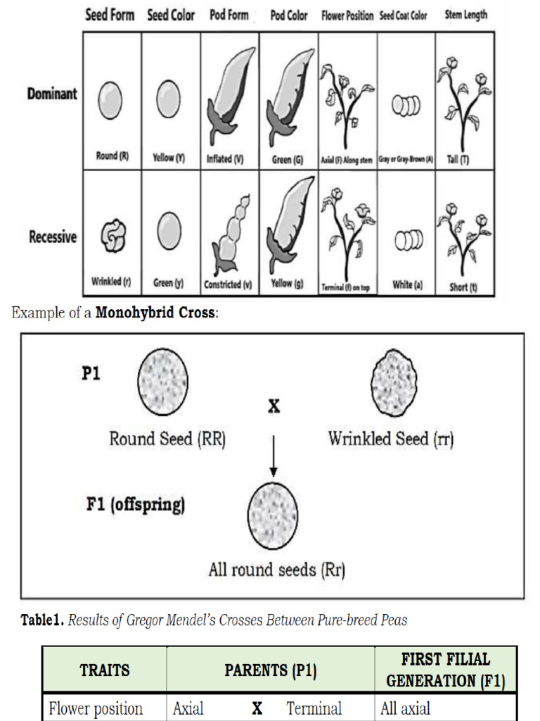 q4 Mendelian Genetics | PDF | Dominance (Genetics) | Allele
