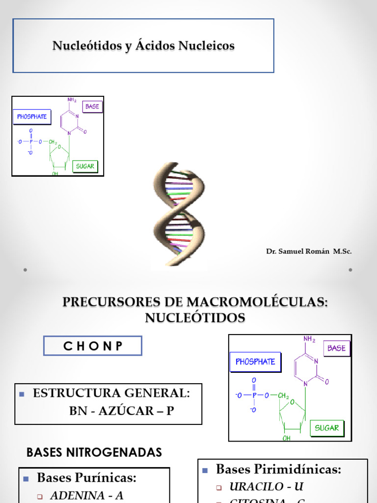 Nucleótidos y Ácidos Nucleicos | PDF | Nucleótidos | Rna